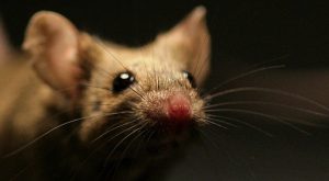 Darcin in Mice Urine Attracts Other Mice