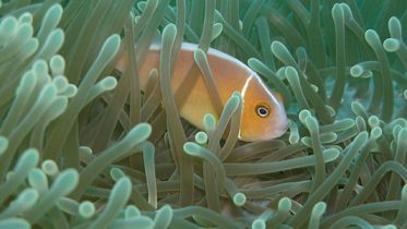 Key to Past & Future Habitat of West Coast Marine Species Is Ocean ...