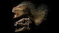 Pegomastax Africanus, A Miniature Dinosaur That Thrived in Southern Africa