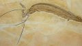 Pterosaur Rhamphorhynchus Being Eaten by Ganoid Fish Aspidorhynchus ...