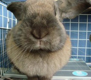 Rabbit Pain Can Be Assessed Through Grimace Scale