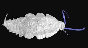 3D Renderings of Carboniferous Period Insects