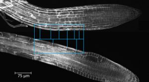 Roots Show Similar Growth Patterns in Space