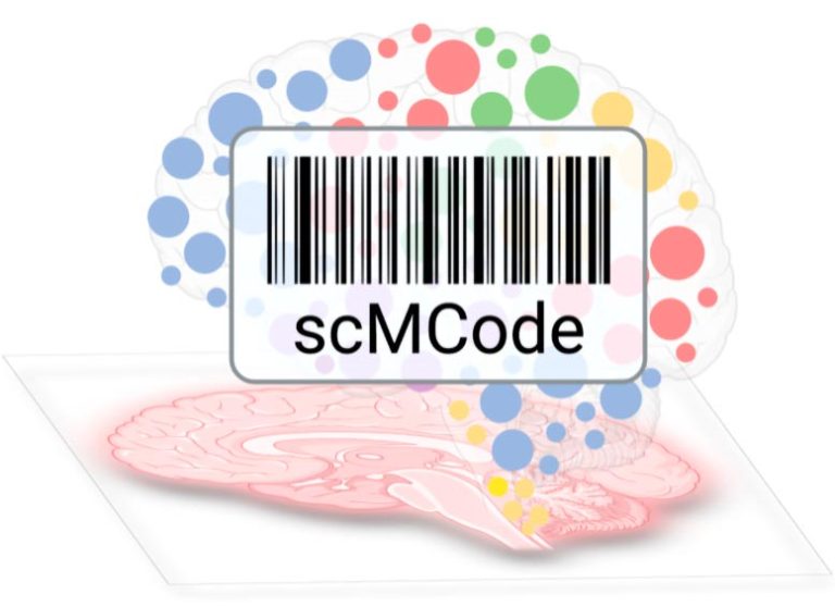 Mind Mapping: A Human Brain Cell Atlas Ushering In “A New Era in Brain ...