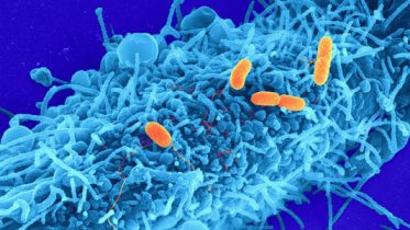 Scientists Reveal the Structure of the Typhoid Toxin
