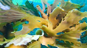 Breakthrough in Converting Seaweed to Biofuel