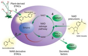 Sirtuin Protein SIRT6 Linked to Longevity in Mammals