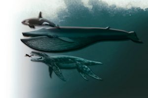 Predator X Officially Named Pliosaurus funkei
