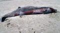 First Sighting of the Spade-Toothed Whale