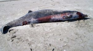 First Sighting of the Spade-Toothed Whale