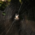 Spider Building Spider Decoys Discovered in Peruvian Amazon