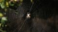 Spider Building Spider Decoys Discovered in Peruvian Amazon