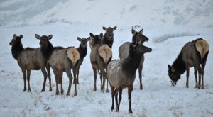 Humans Are a Greater Disturbance to Elk Than Natural Predators