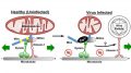 Viruses Attack Mitochondria to Travel and Spread Within the Nervous System