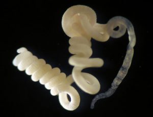 Marine Worm Thrives on Steady Diet of Deadly Poisons