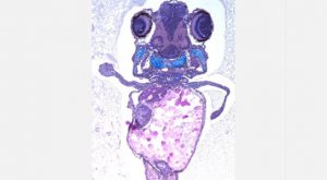 Geneticists Grow Fish with Limbs to Duplicate Evolutionary Pressure